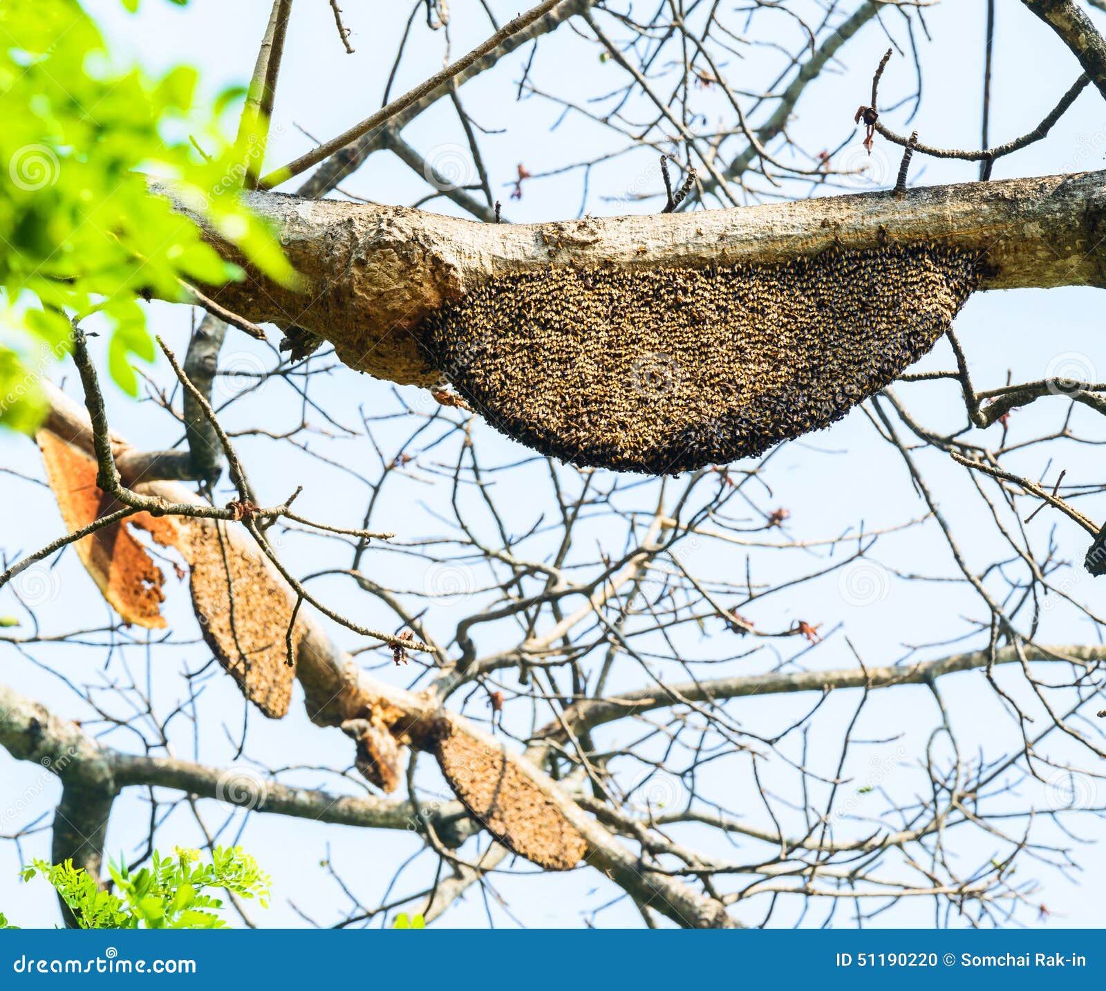 Honeycomb or Beehive on the Big Tree. Stock Photo - Image of health ...