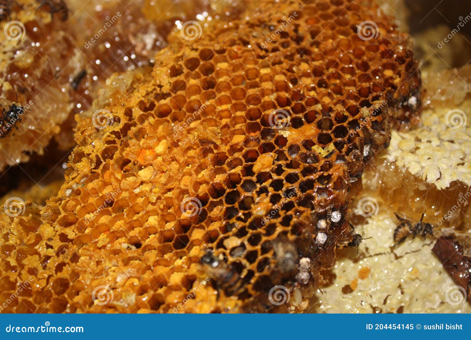 Honeycomb In Beehive Royalty-Free Stock Photography | CartoonDealer.com ...