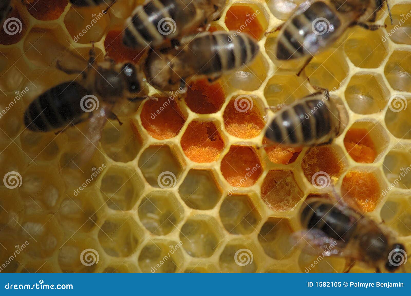 Honeycomb with Bees stock image. Image of next, making - 1582105