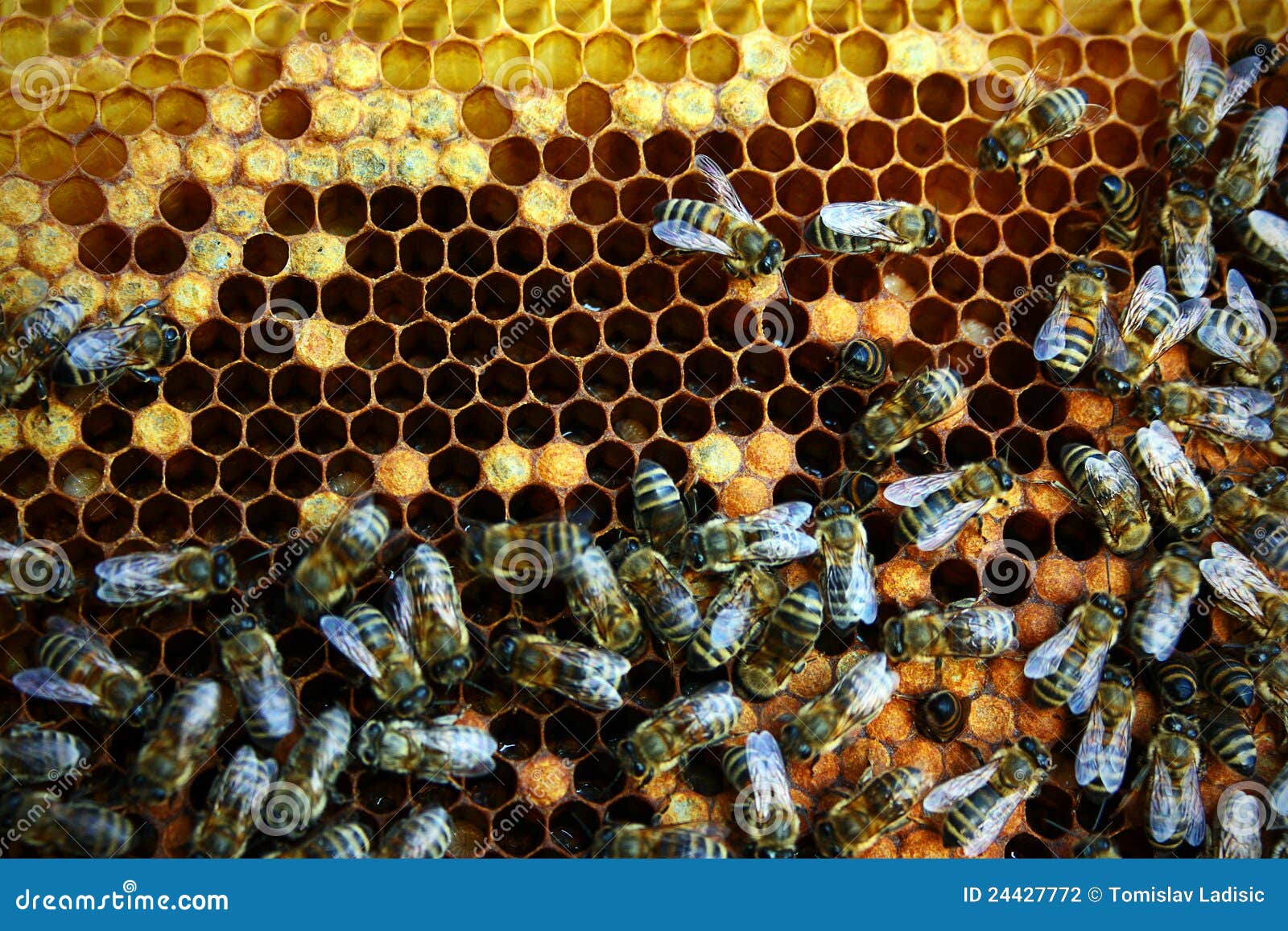 Honeycomb with bees stock photo. Image of bumble, apiculture - 24427772