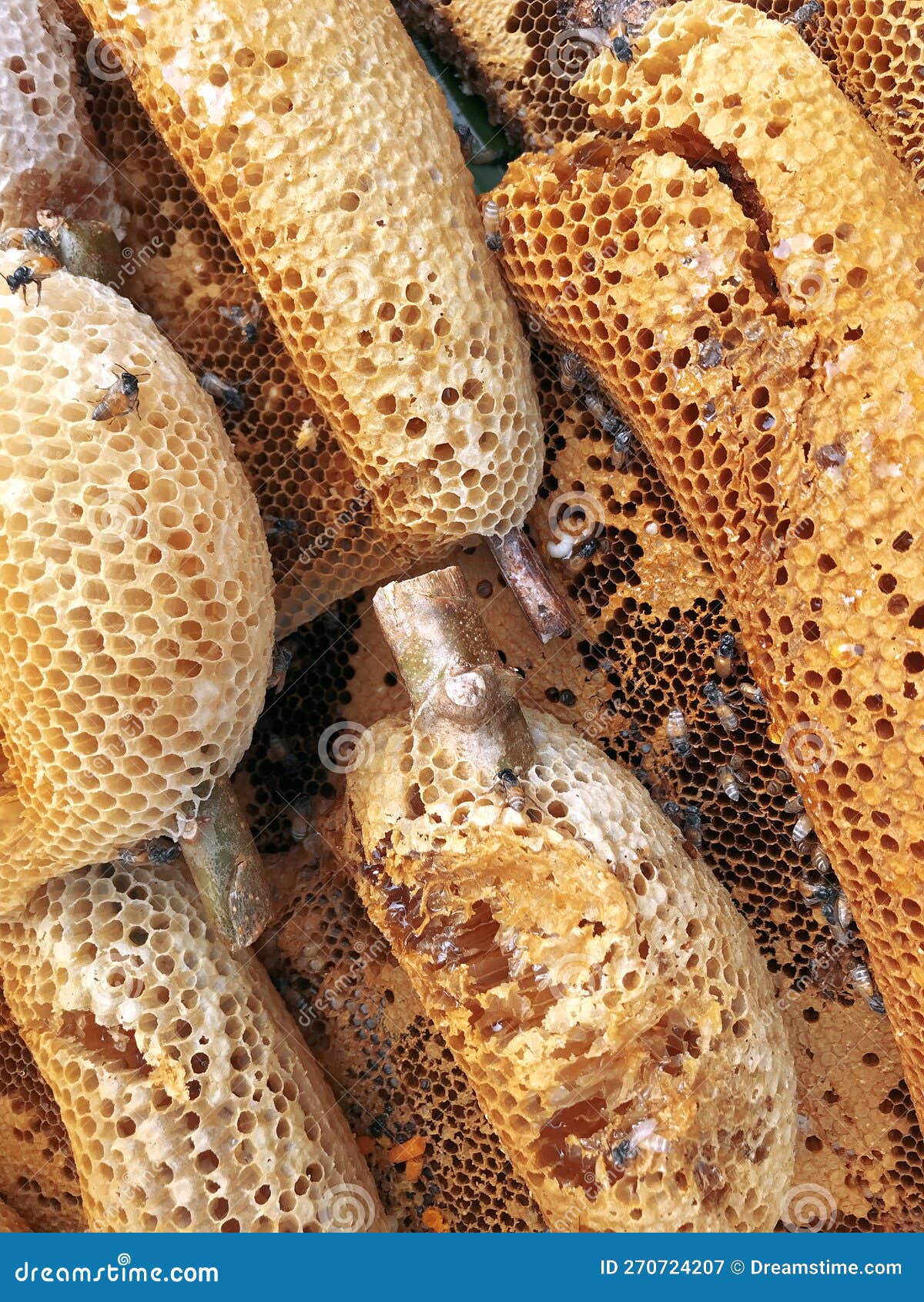 Honeycomb with Bees in Apiary Stock Image - Image of animal, meal ...