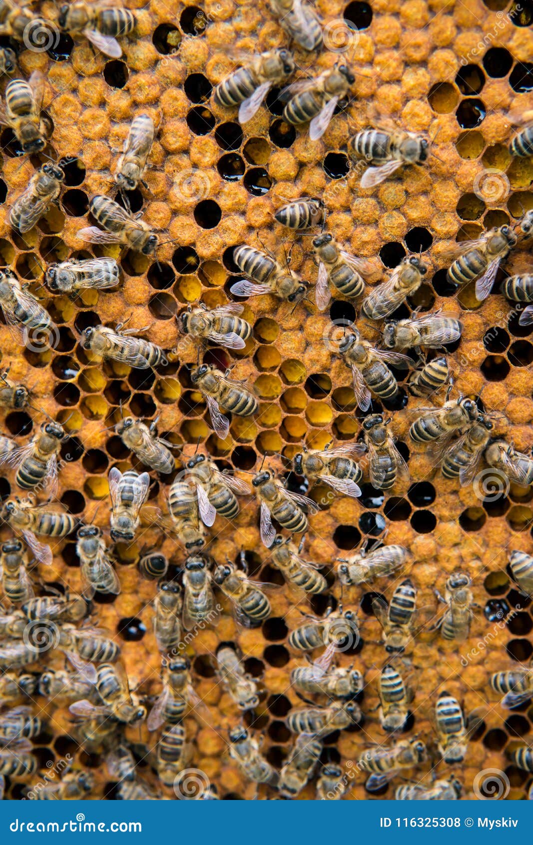 Honeycomb with Bees Background. Stock Photo - Image of hexagonal ...