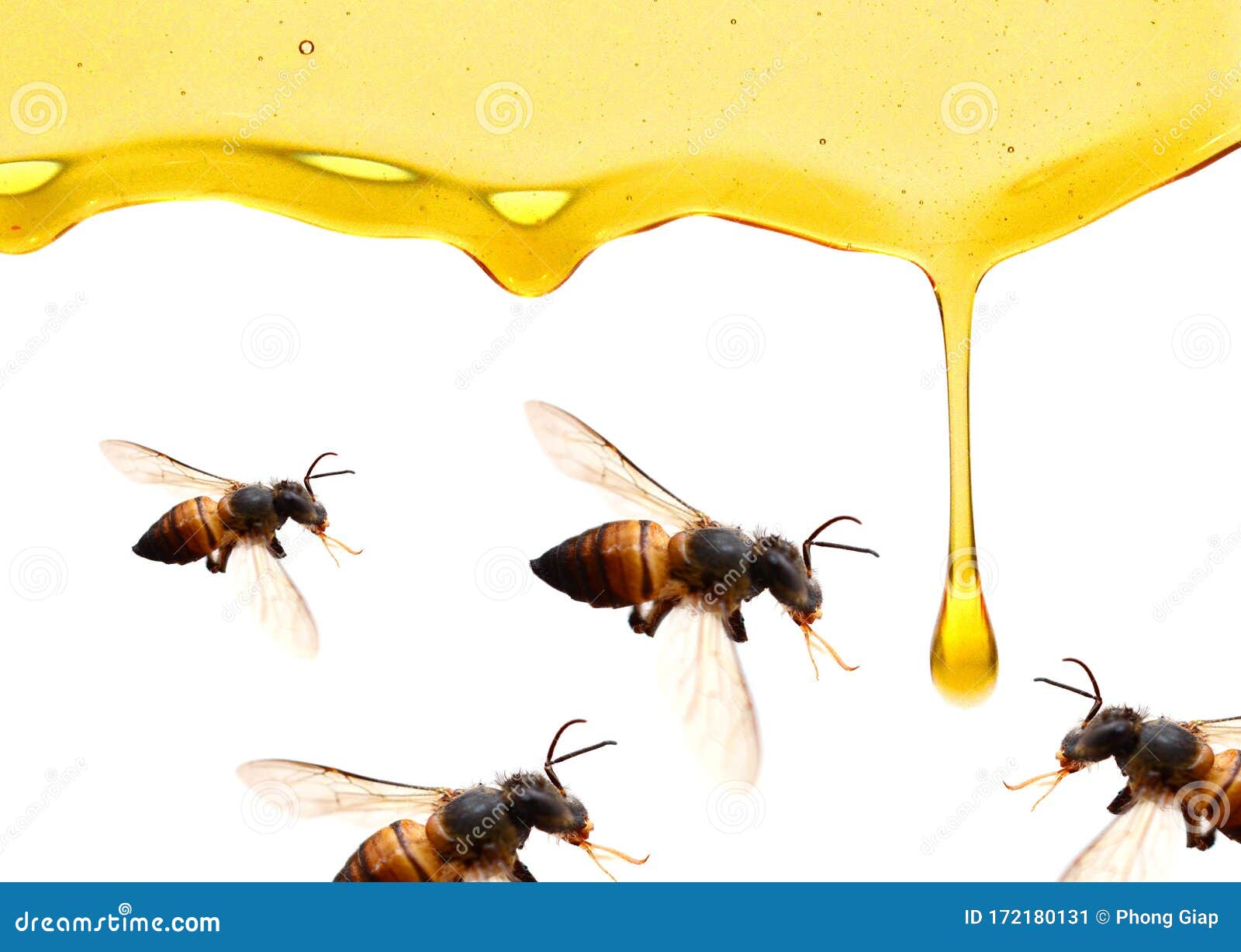 Honeycomb with Bees. stock image. Image of keeping, creatures - 172180131