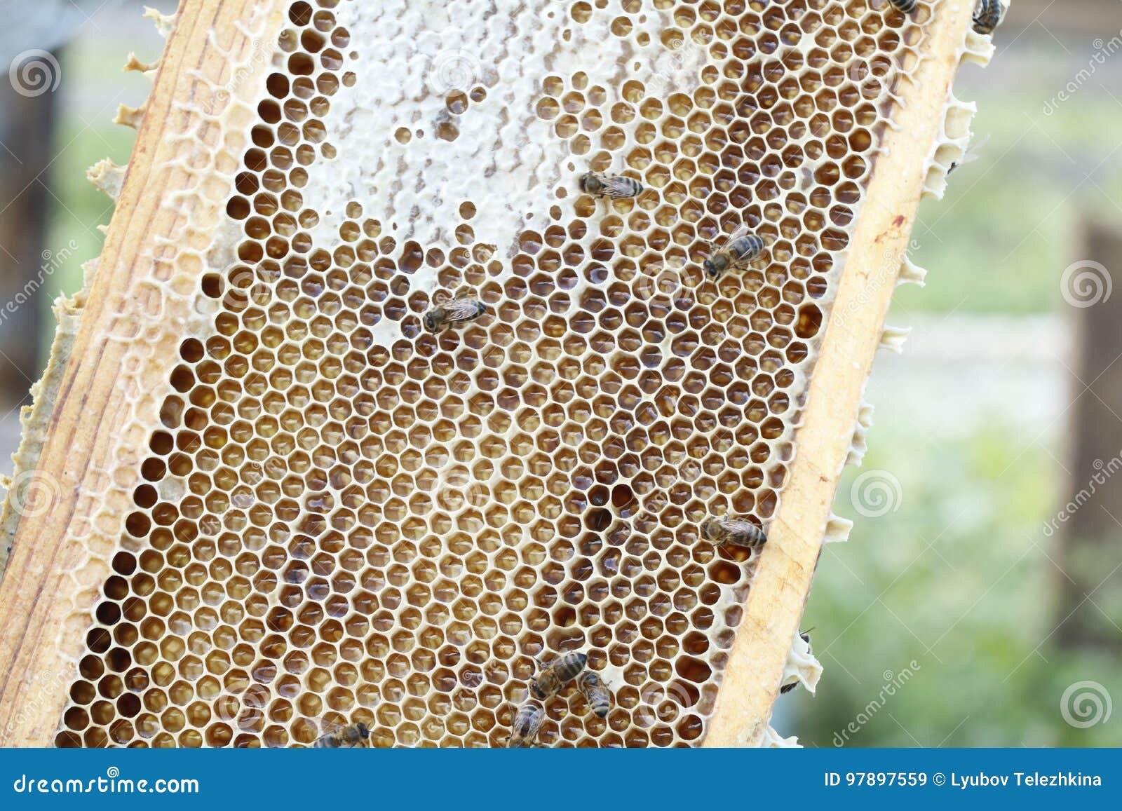 Honeycomb stock image. Image of closeup, honeycomb, natural - 97897559