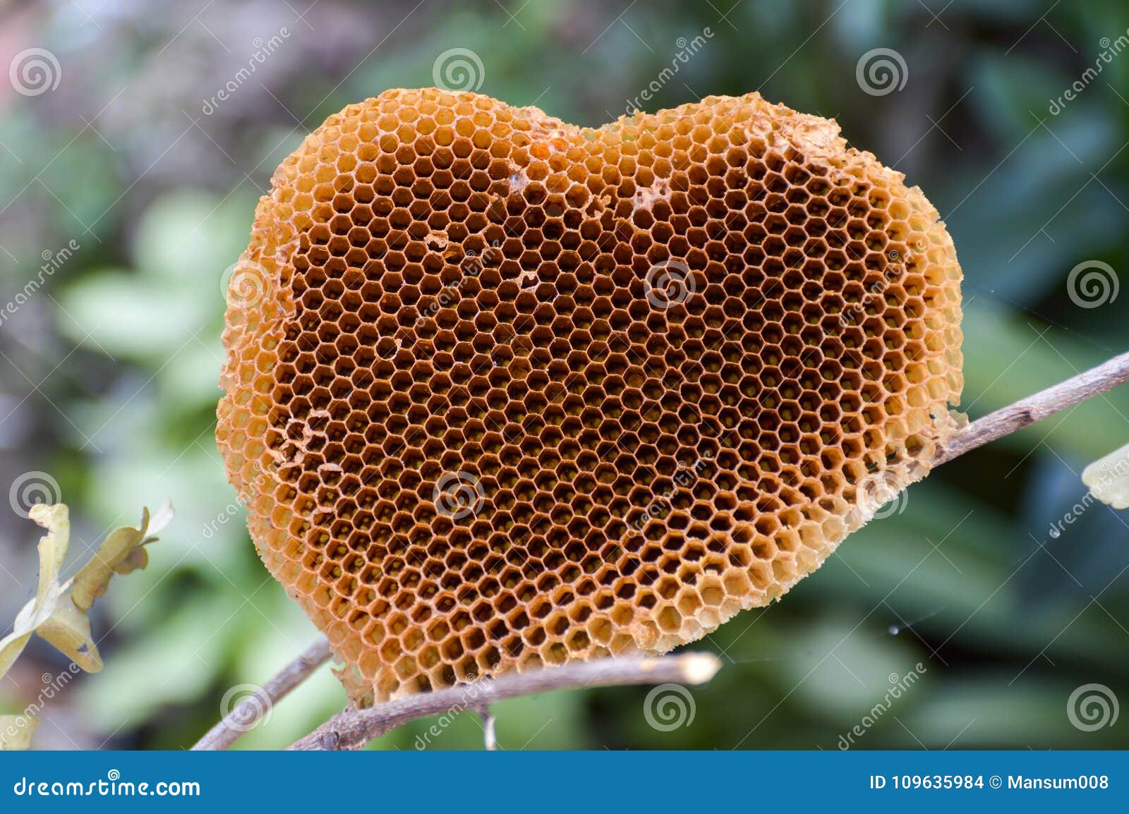 Honeycomb on branch tree stock photo. Image of honeycomb - 109635984