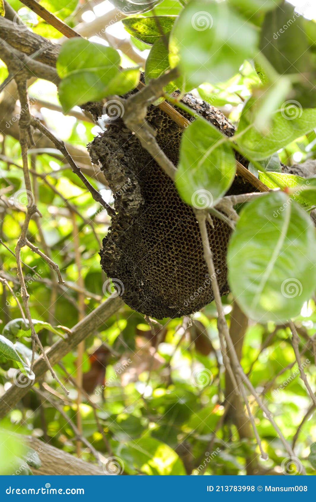 Honeycomb on branch tree stock photo. Image of nature - 213783998