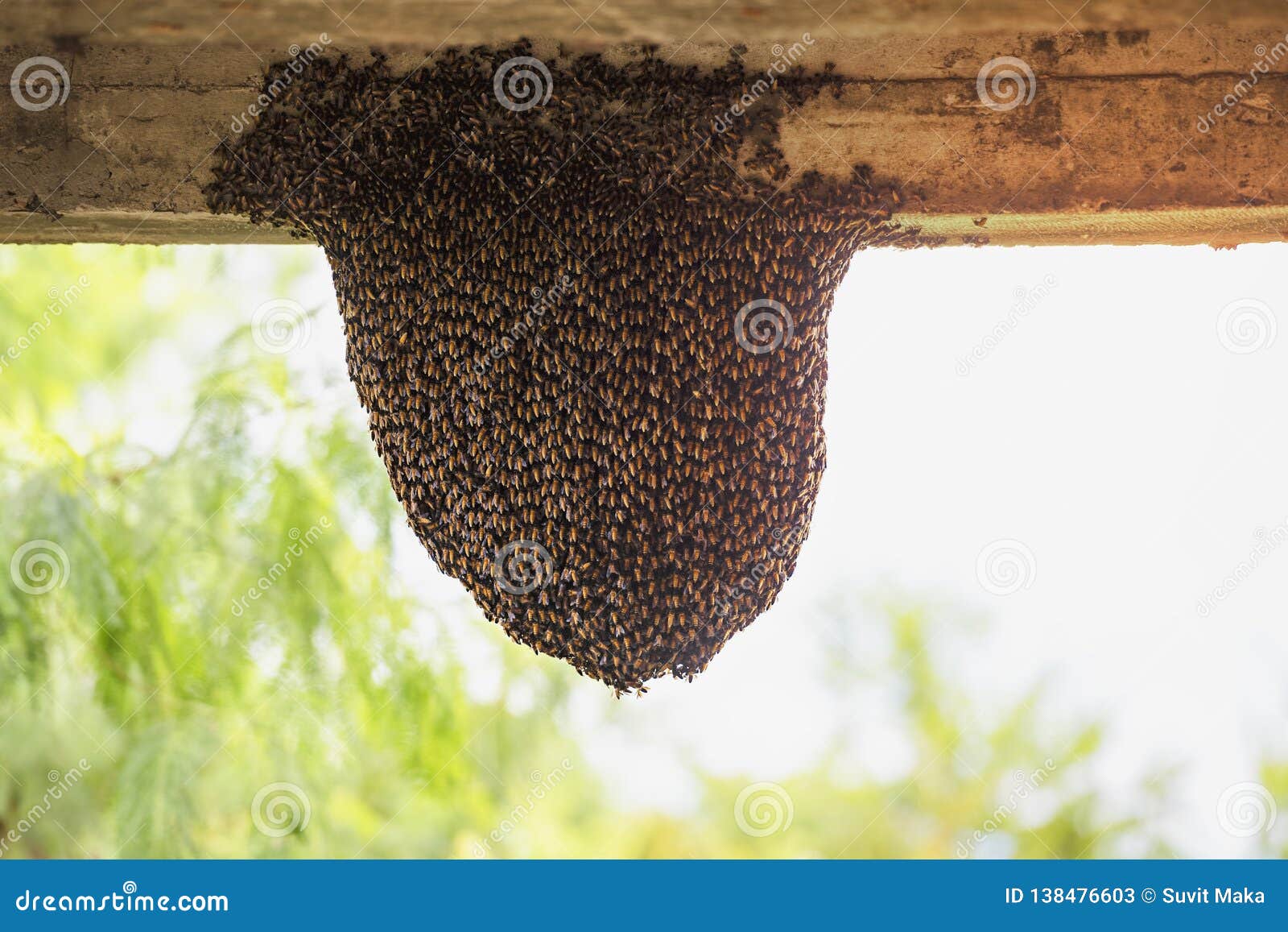 Honeycomb in the building stock image. Image of bees - 138476603