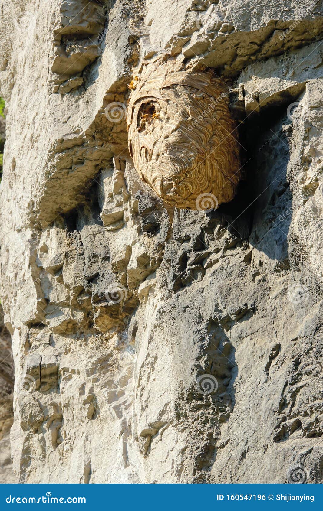 Honeycomb stock photo. Image of beehive, vulgaris, nest - 160547196