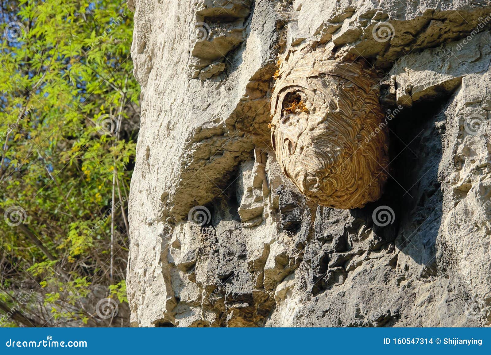 Honeycomb stock photo. Image of beehive, life, cliff - 160547314
