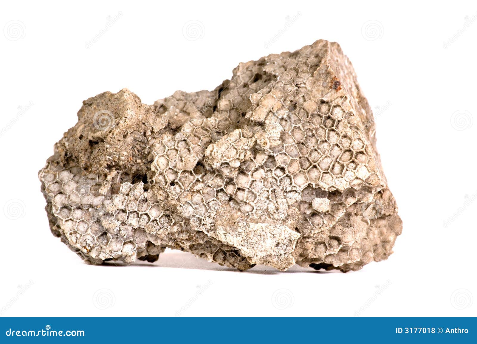 Coral Fossil Texture Stock Photo | CartoonDealer.com #43653192