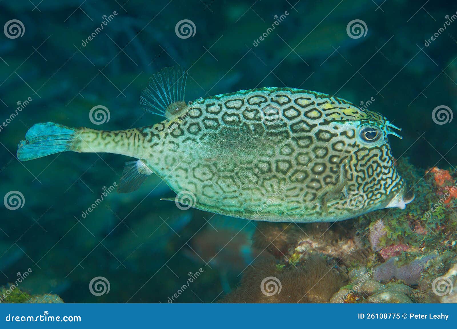 Honeycomb Cowfish stock image. Image of ocean, reef, coral - 26108775