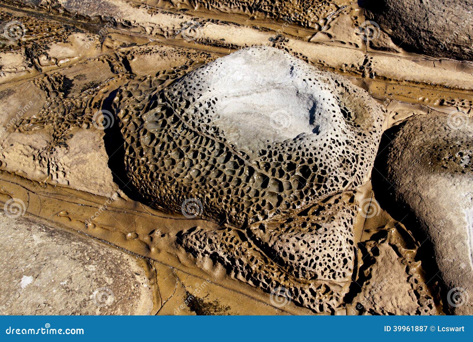 Honeycomb Dimpled Erosion Pattern on Rock in Seashore Pool Stock Image ...