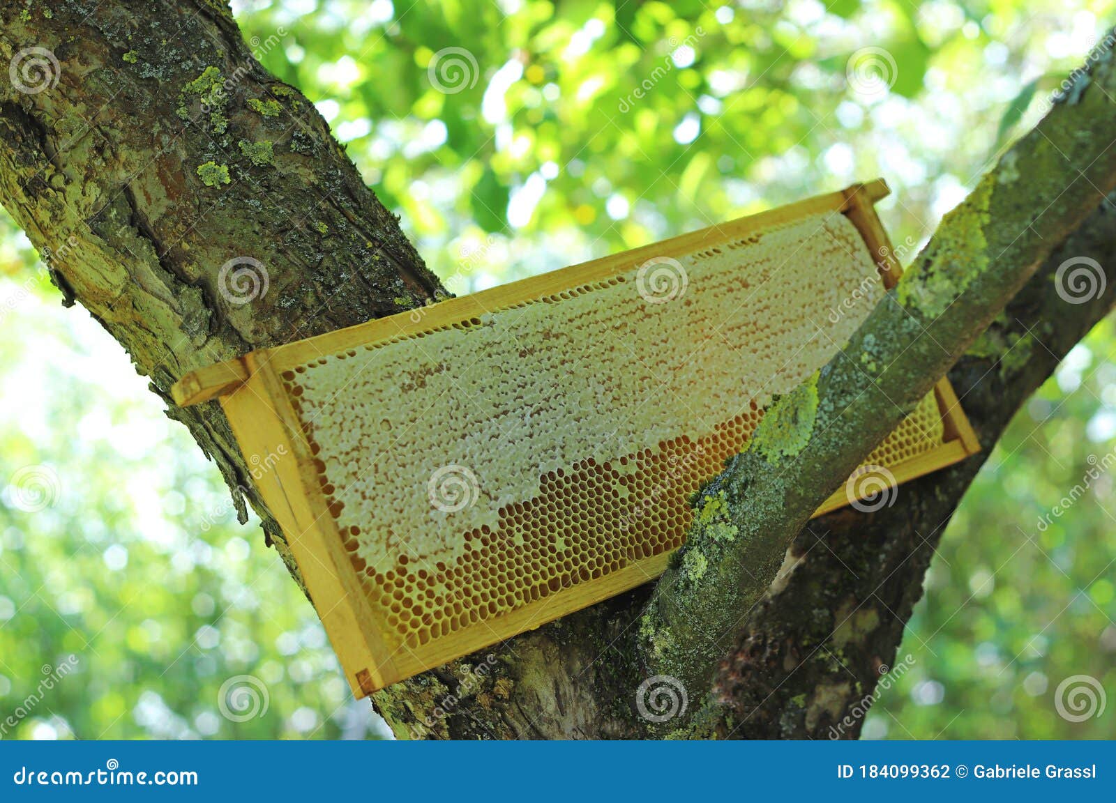 Honeycomb Filled with Honey Leaning in a Branch Fork of an Apple Tree ...