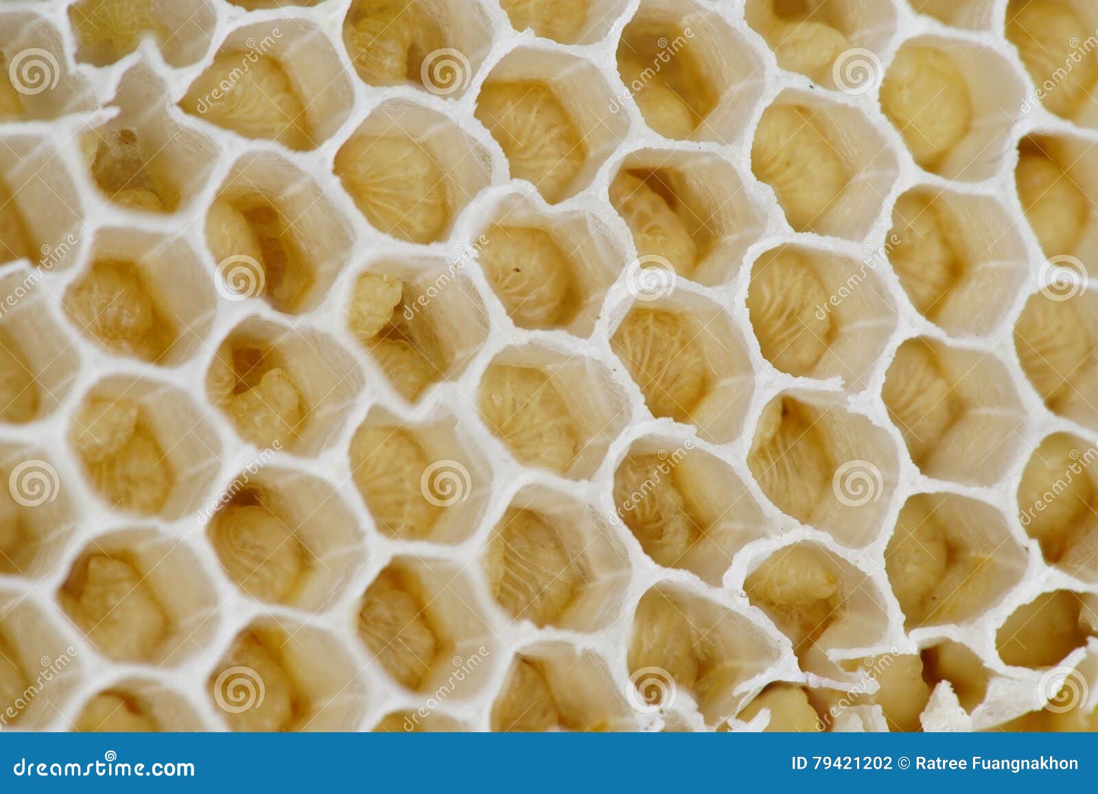 Honeycomb frame of bees. stock photo. Image of constructing - 79421202