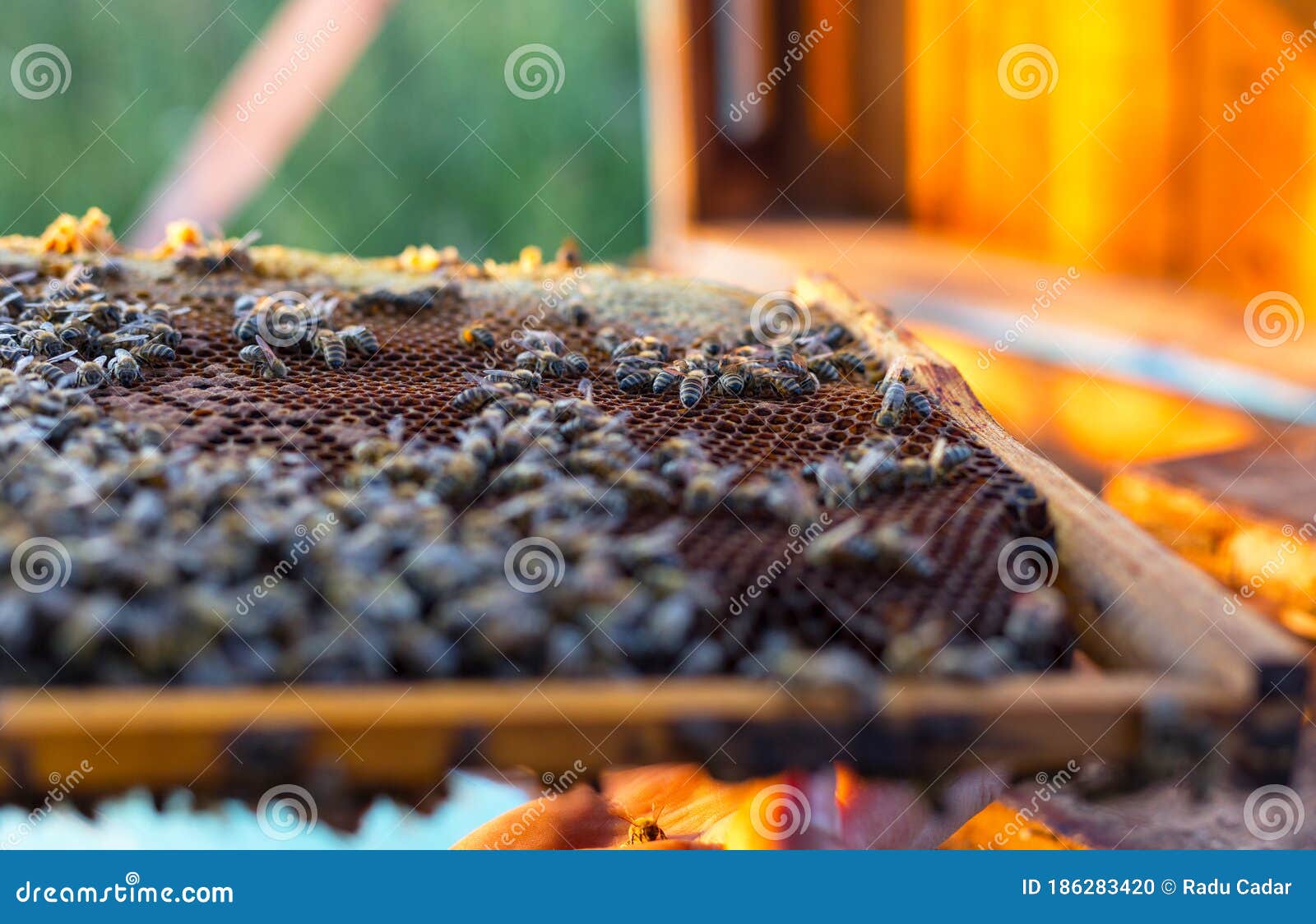 Honeycomb Frame Closeup with Bees and Honey for Harvest Stock Photo ...