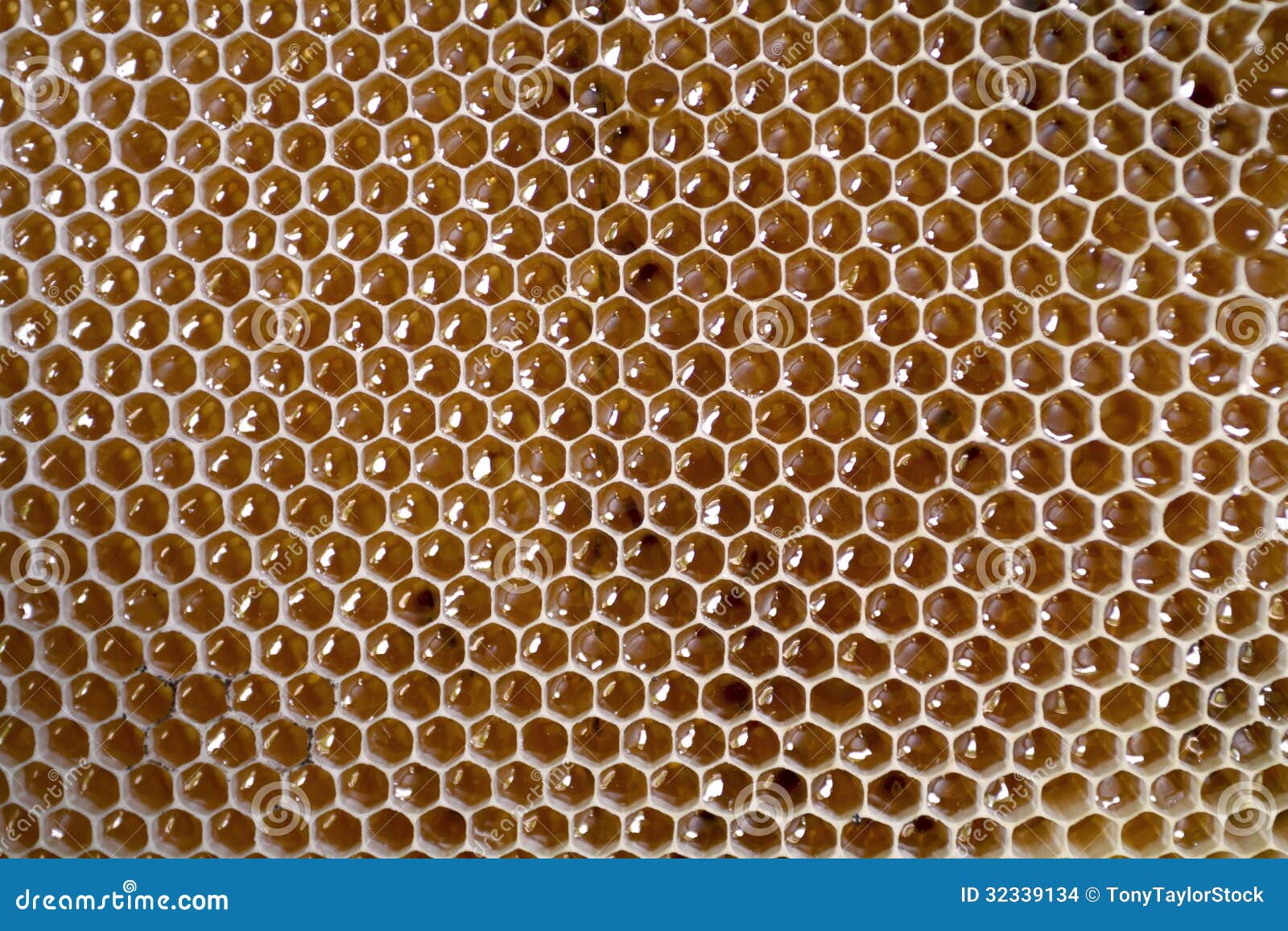 Honeycomb Frame Full with Honey Stock Photo - Image of beekeeping ...