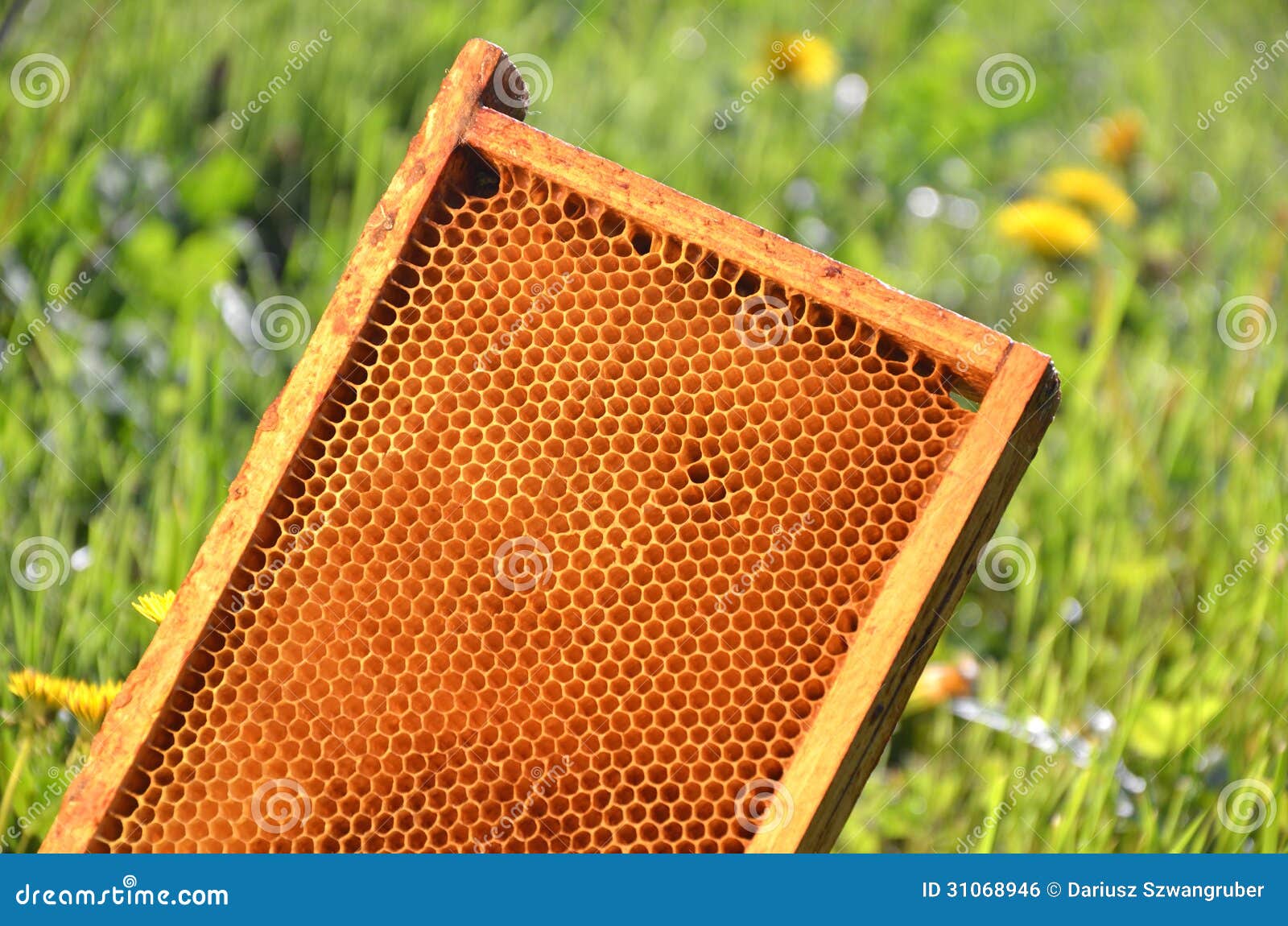 Honeycomb Frame on a Spring Meadow Stock Photo - Image of nature ...
