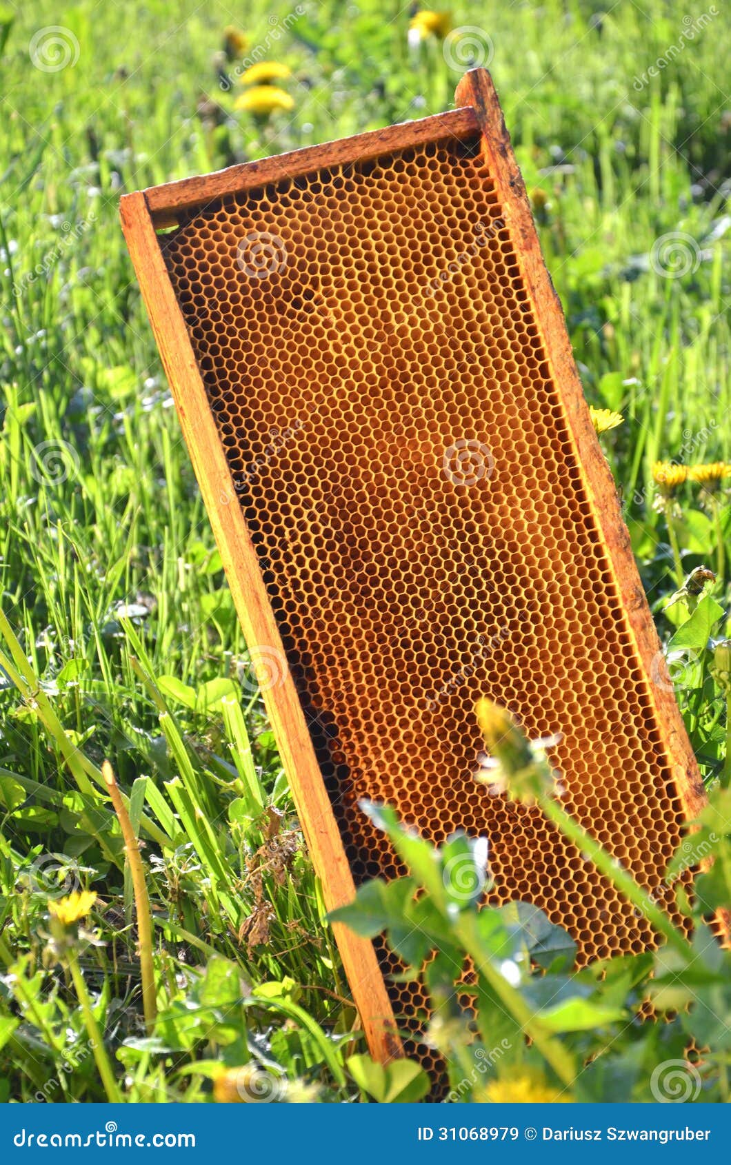Honeycomb Frame on a Spring Meadow Stock Image - Image of dandelion ...