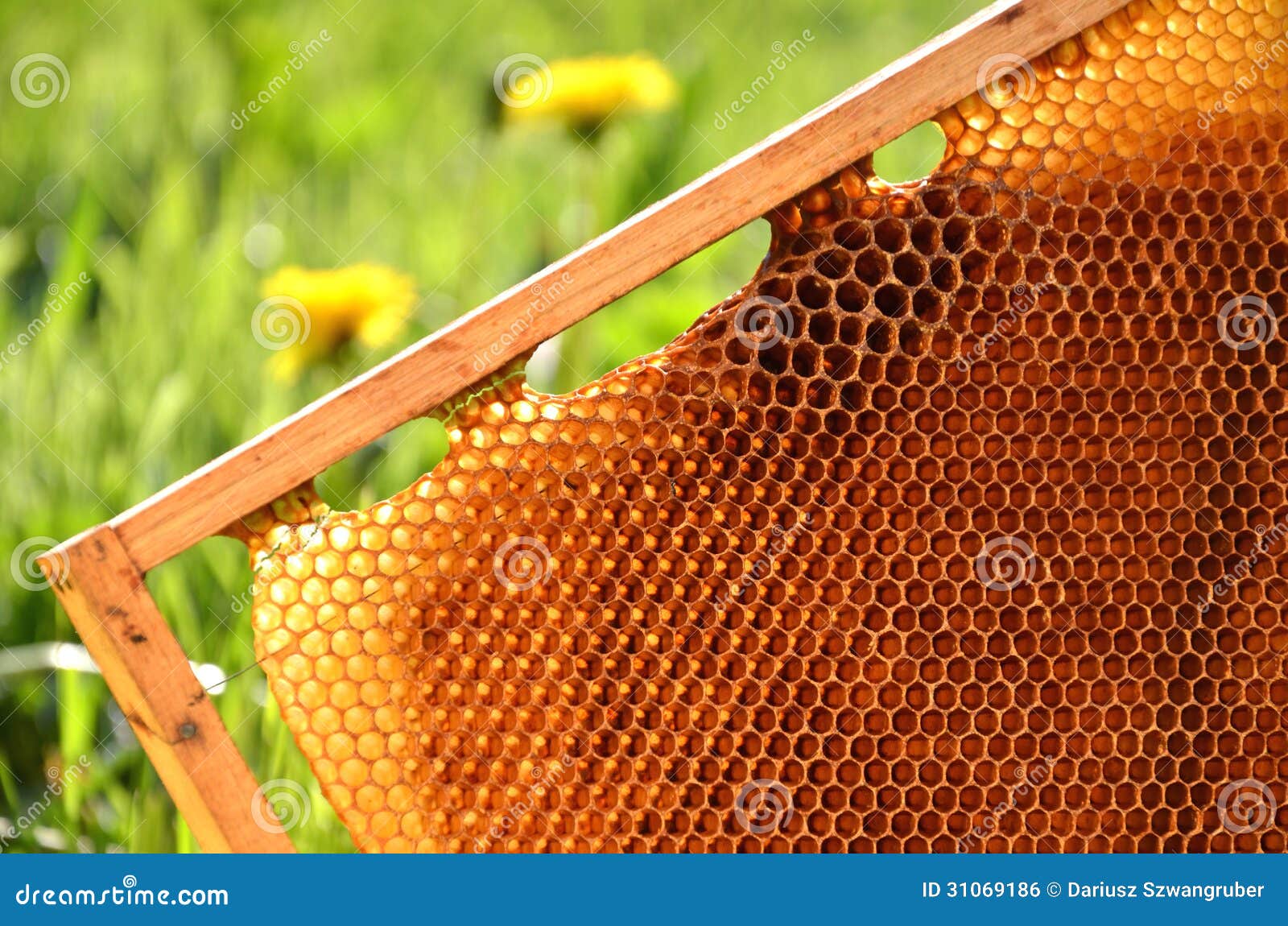 Honeycomb Frame on a Spring Meadow Stock Photo - Image of concept ...
