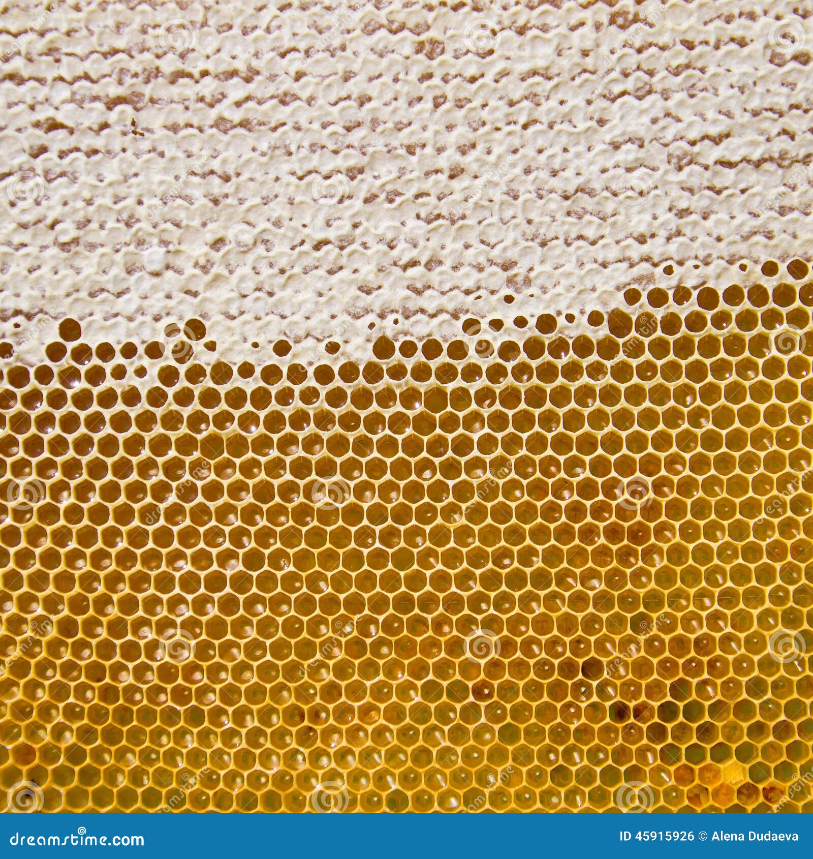 Honeycomb with fresh honey stock photo. Image of beehive - 45915926