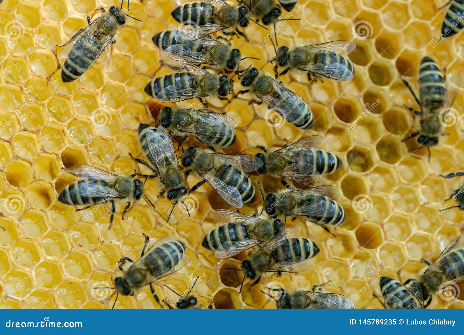 Honeycomb Full of Bees. Beekeeping Concept Stock Image - Image of close ...