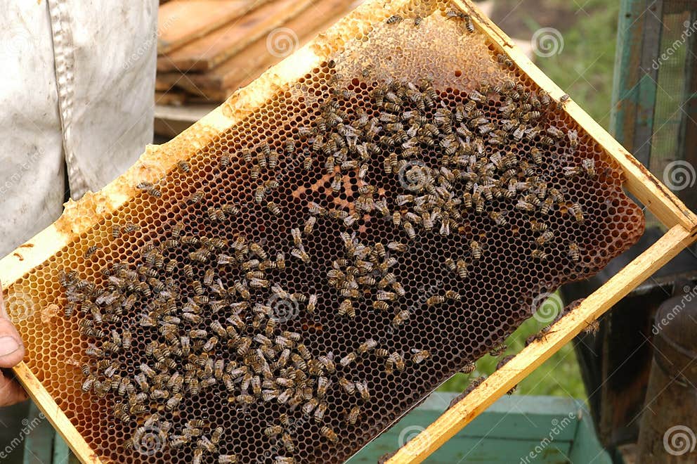 Honeycomb stock image. Image of natural, detailed, creatures - 43860687