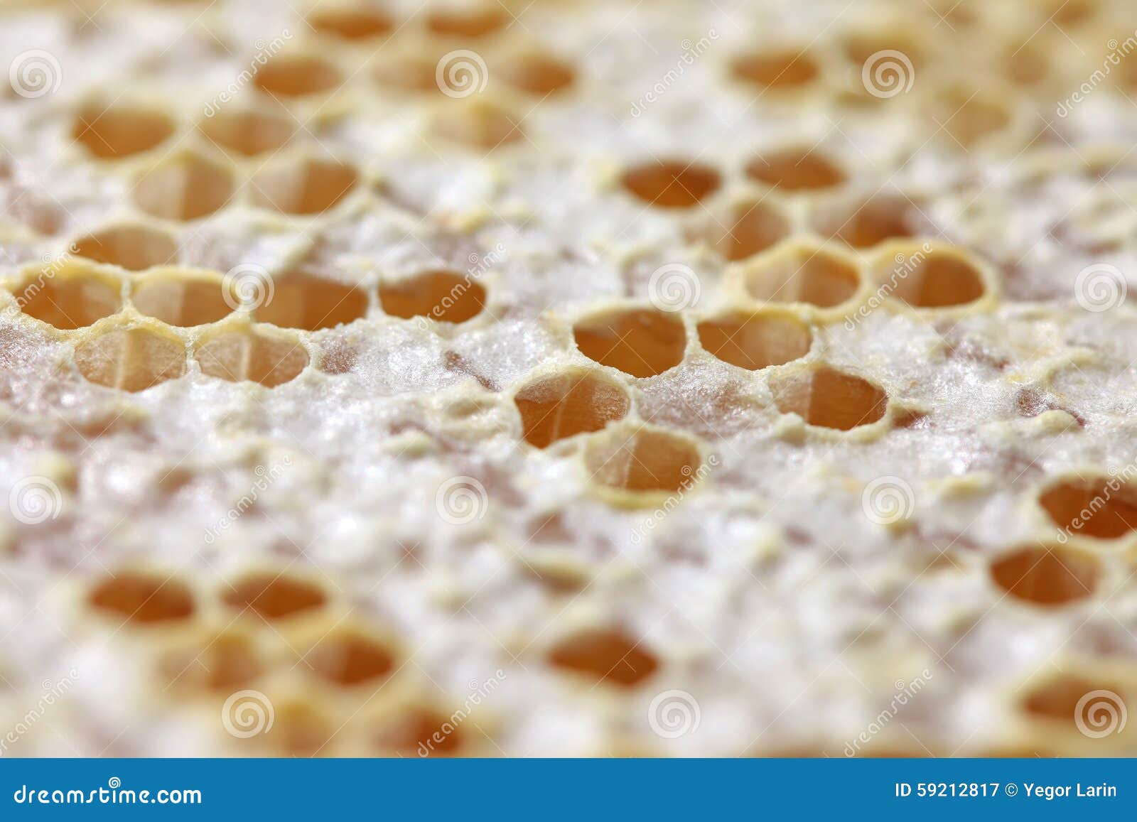 Honeycomb full of honey stock image. Image of hive, comb - 59212817