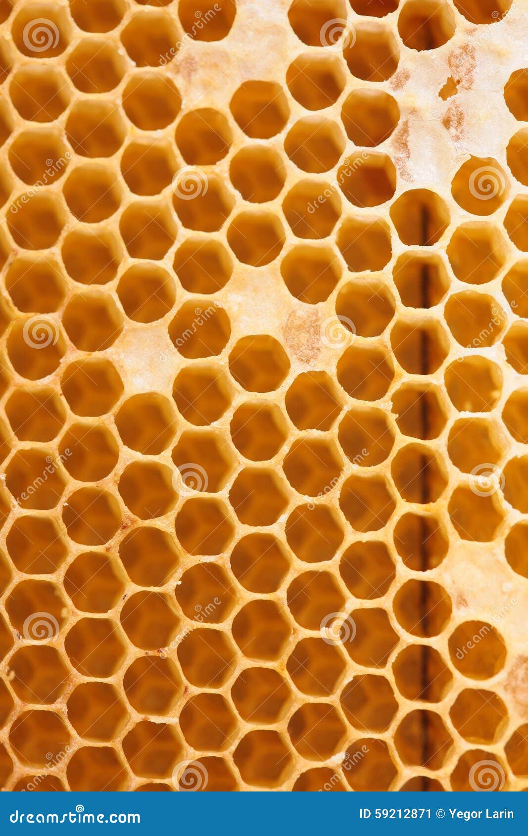 Honeycomb full of honey stock image. Image of nectar - 59212871
