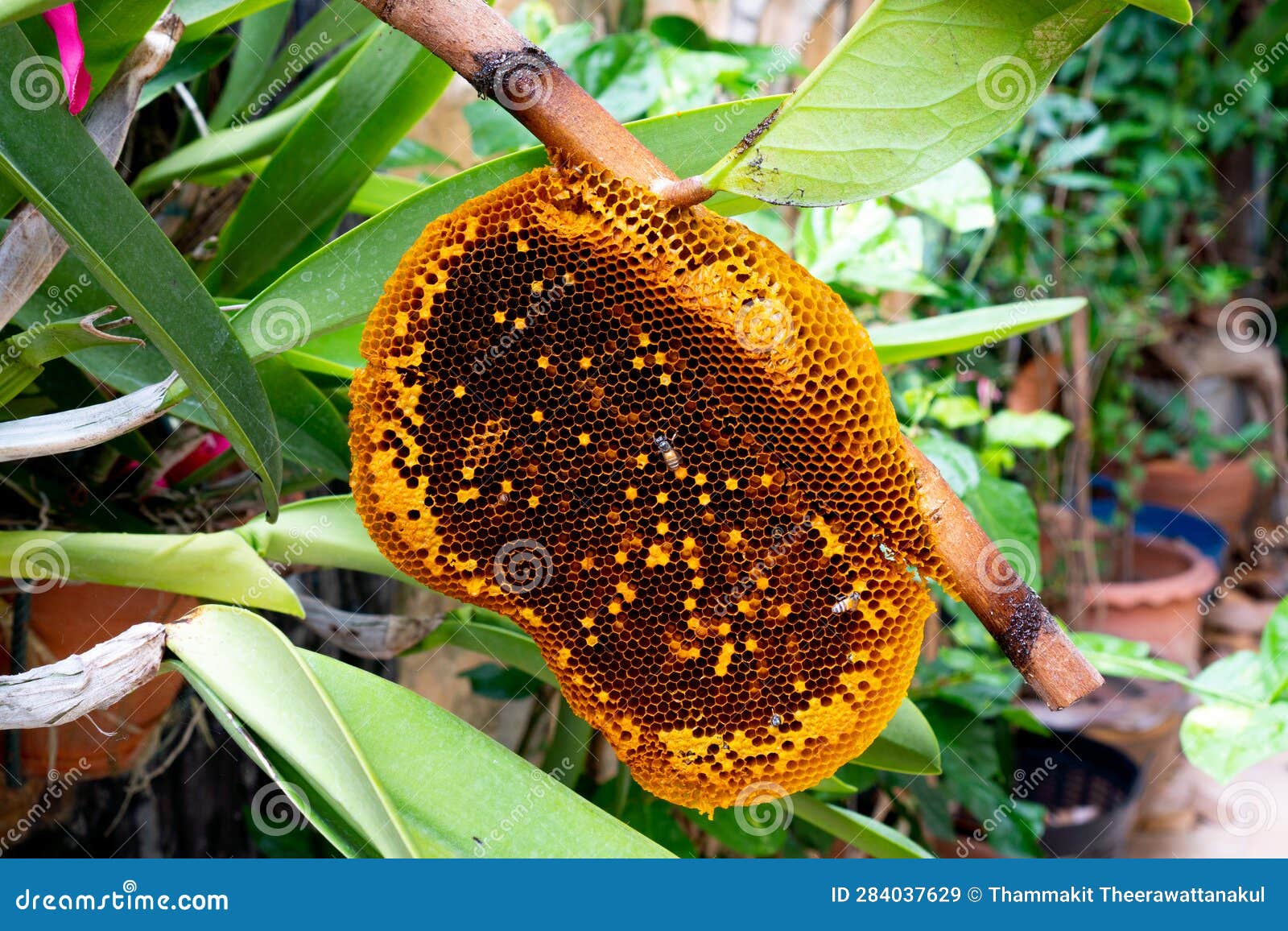 Focus of Honeycomb or Hive on a Tree Branch on Nature Background Stock ...