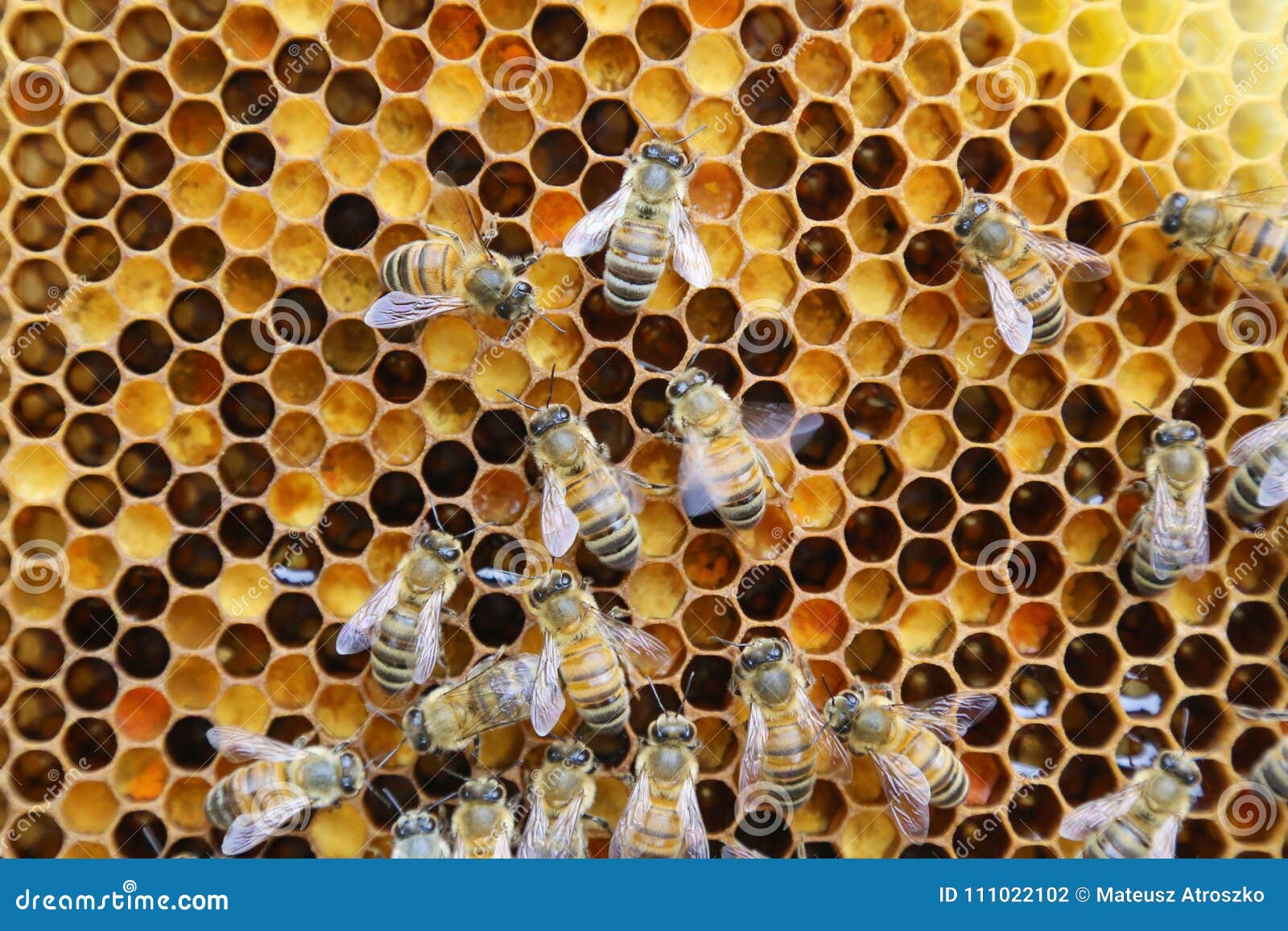 Honeycomb Inside the Beehive with Bees at Work. Stock Photo - Image of ...