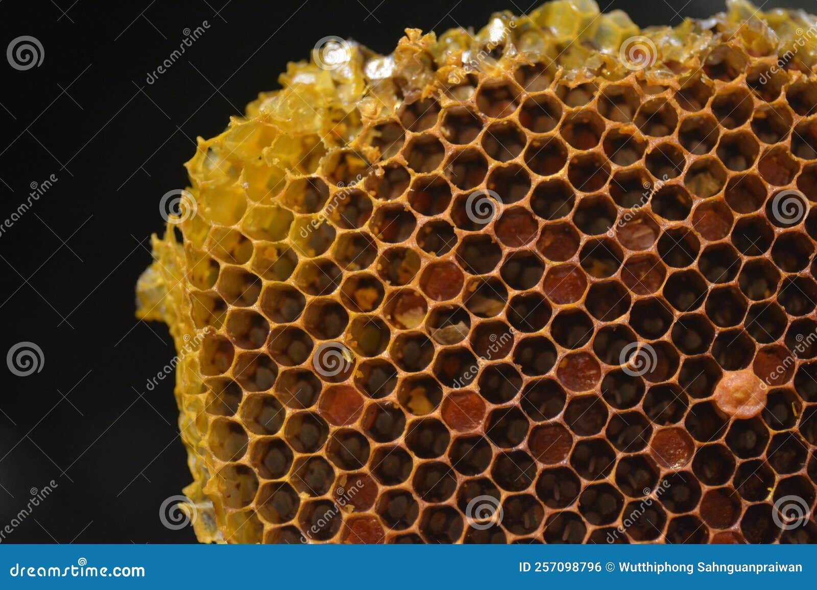 The honeycomb stock photo. Image of plant, interesting - 257098796
