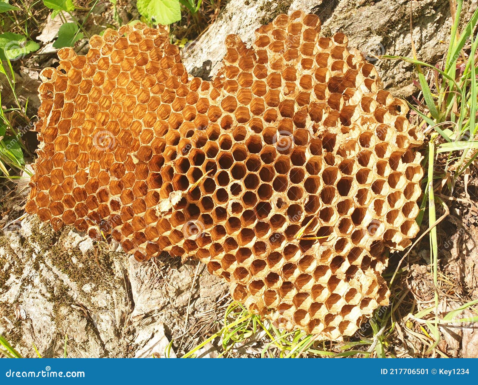 The Honeycomb is Located on a Tree in the Forest Stock Image - Image of ...