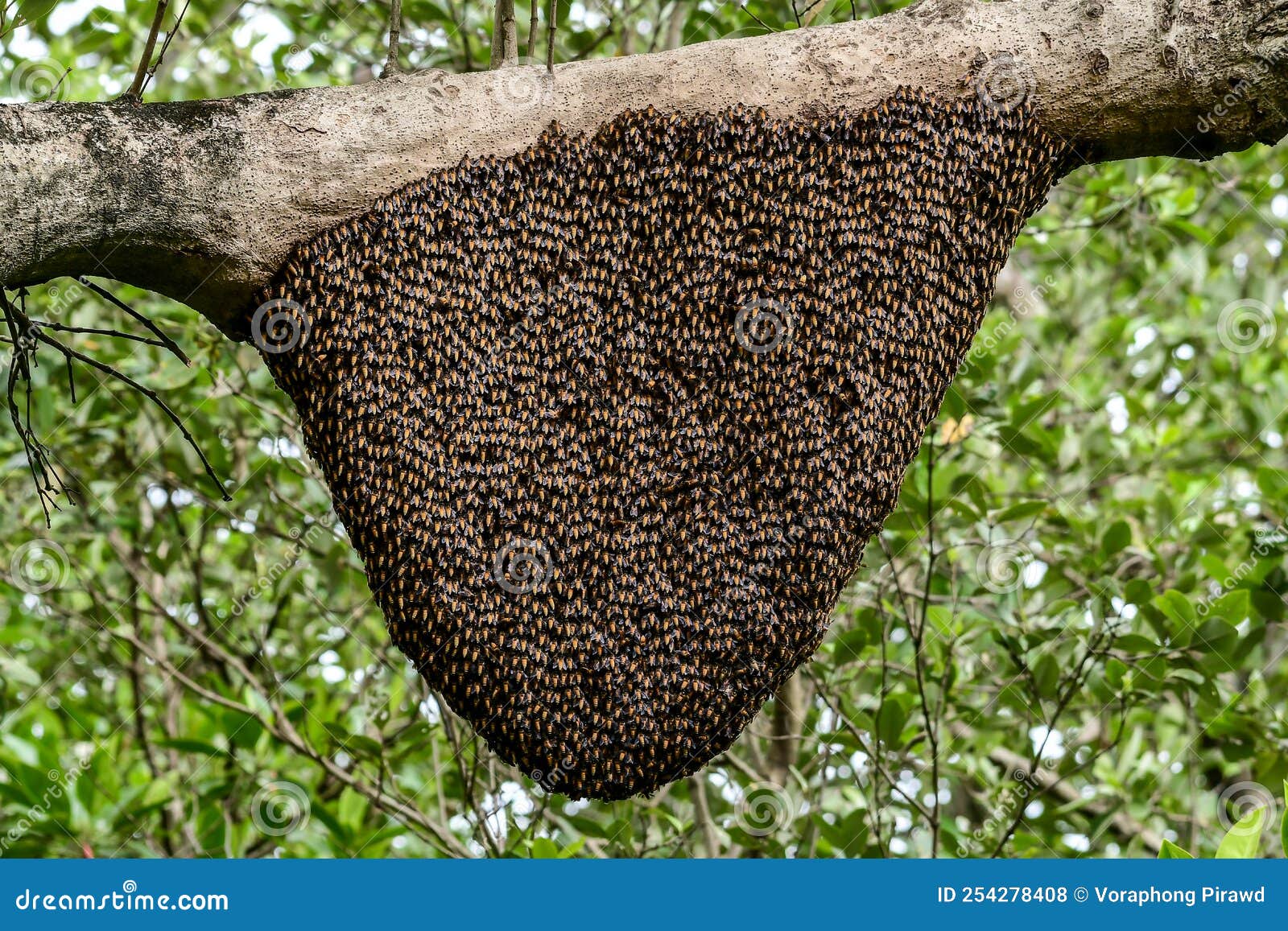 Honeycomb with Many Bees Hanging on the Branch of Tree Stock Photo ...