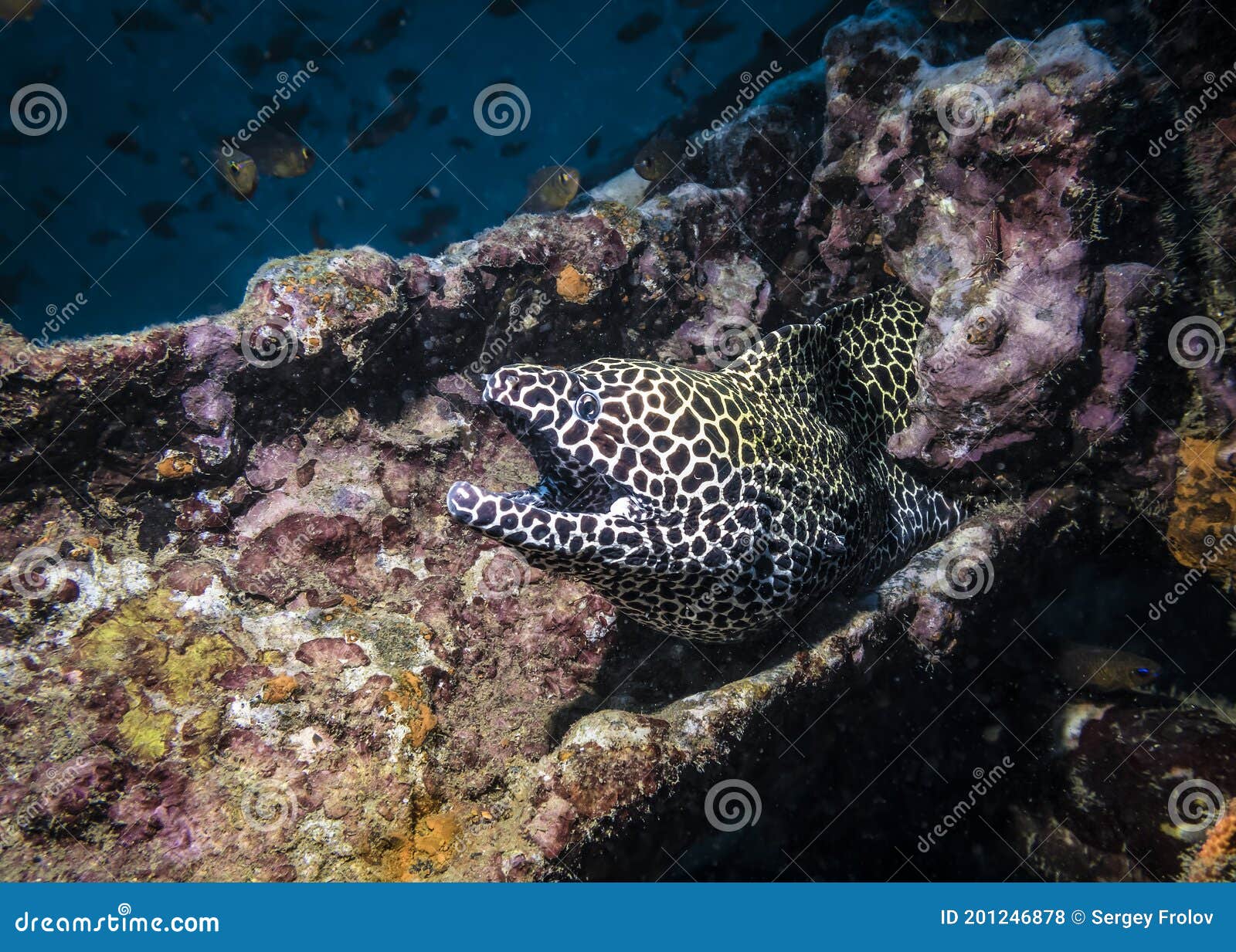 Honeycomb Moray Eel on a Sunken Ship at Night Stock Photo - Image of ...