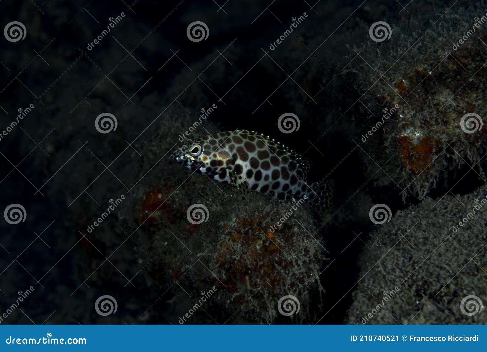Honeycomb Rock Cod Epinephelus Merra Stock Image - Image of merra, fish ...
