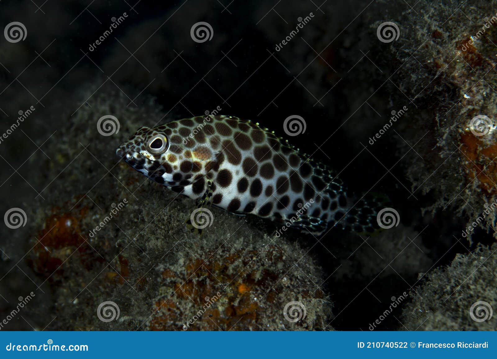 Honeycomb Rock Cod Epinephelus Merra Stock Photo - Image of lips ...