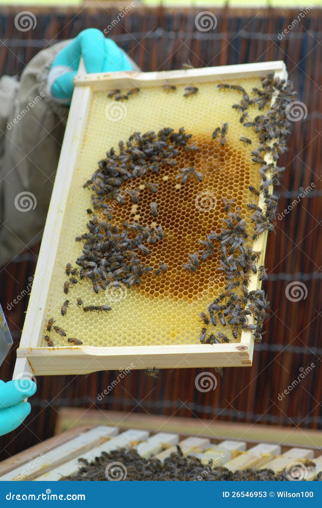 Honeycomb Section from Bee Hive Stock Image - Image of working ...