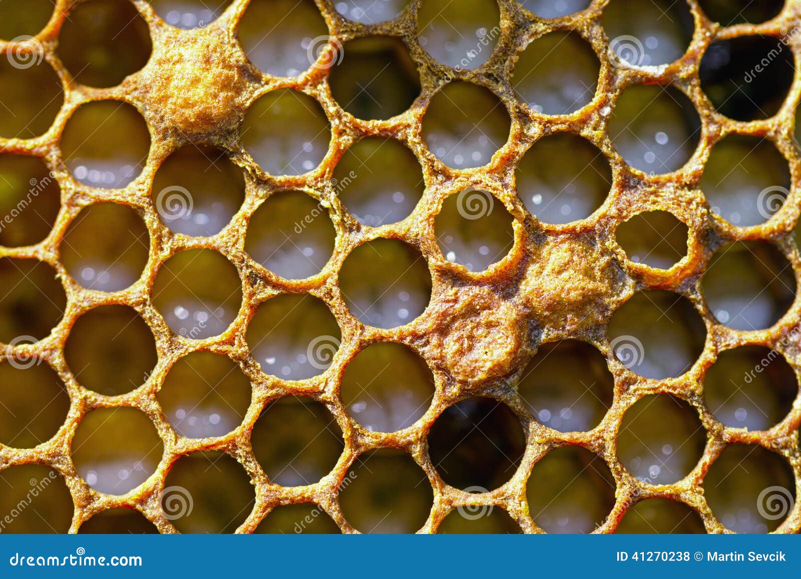 Honeycomb with Small Larvae of Bees Stock Photo - Image of golden ...