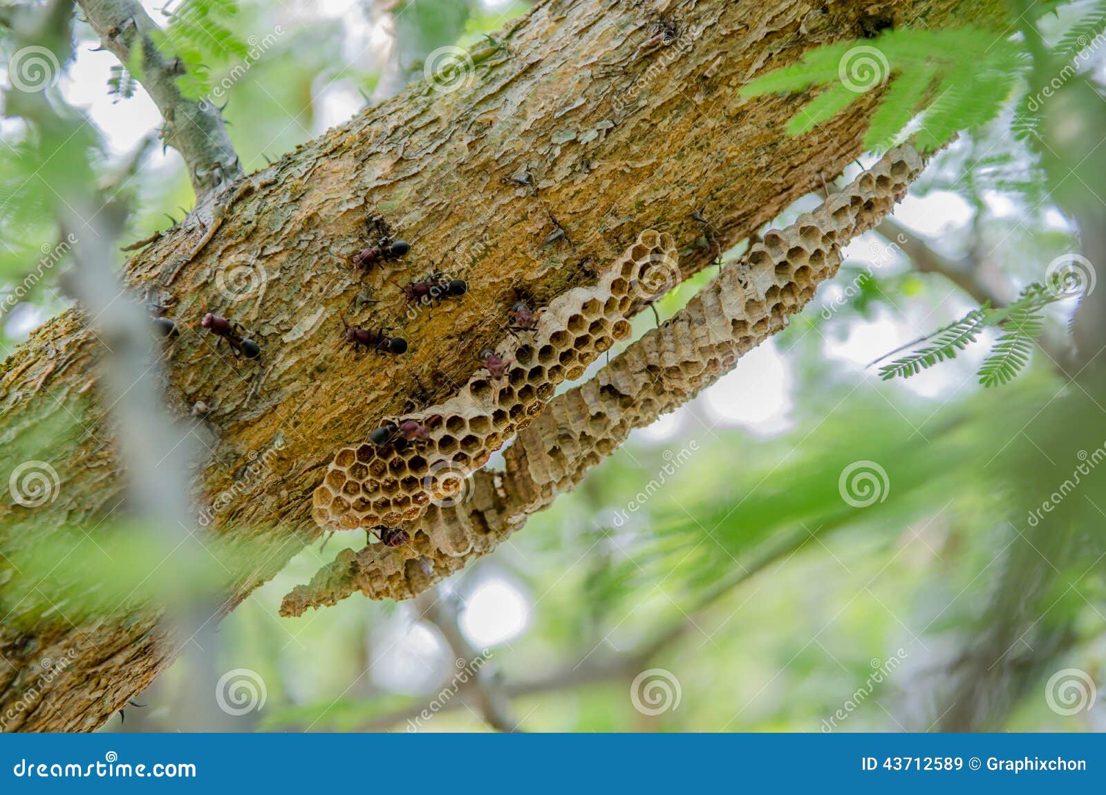 Honeycomb stock image. Image of comb, nature, home, house - 43712589