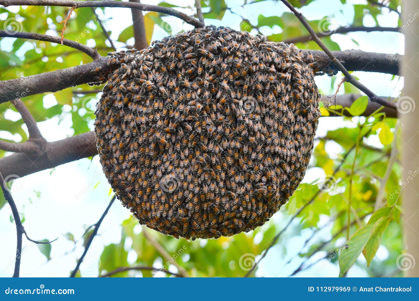 Honeycomb on the tree stock image. Image of organic - 112979969