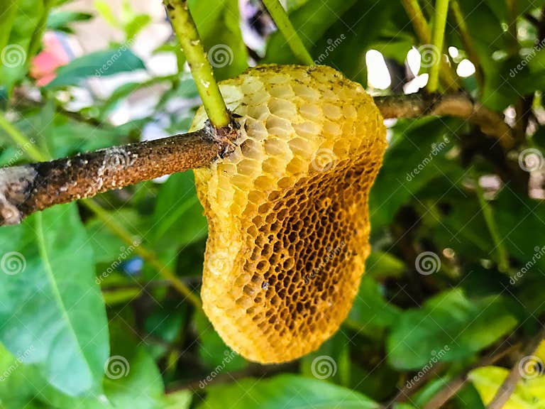 Honeycomb on tree branch stock image. Image of creature - 87242655