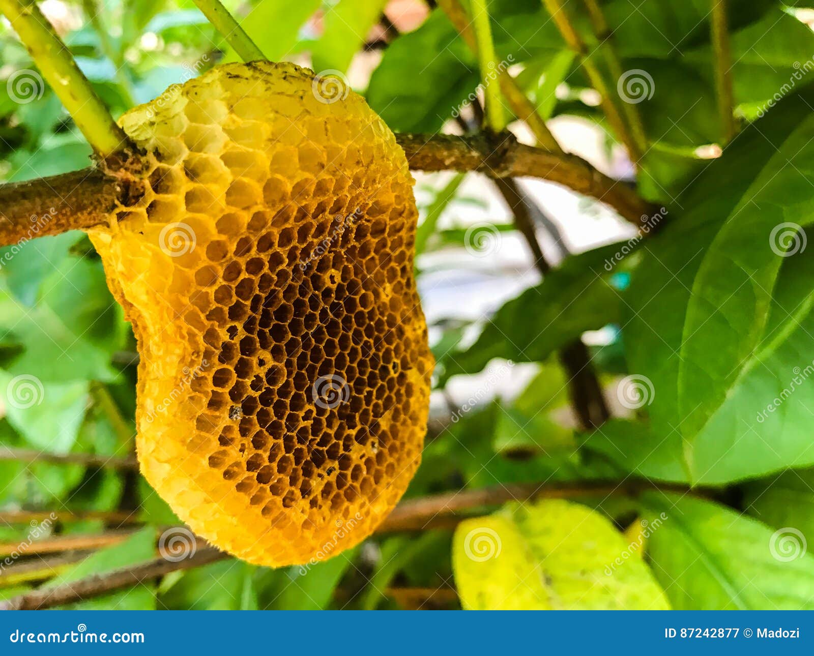Honeycomb on tree branch stock image. Image of healthy - 87242877