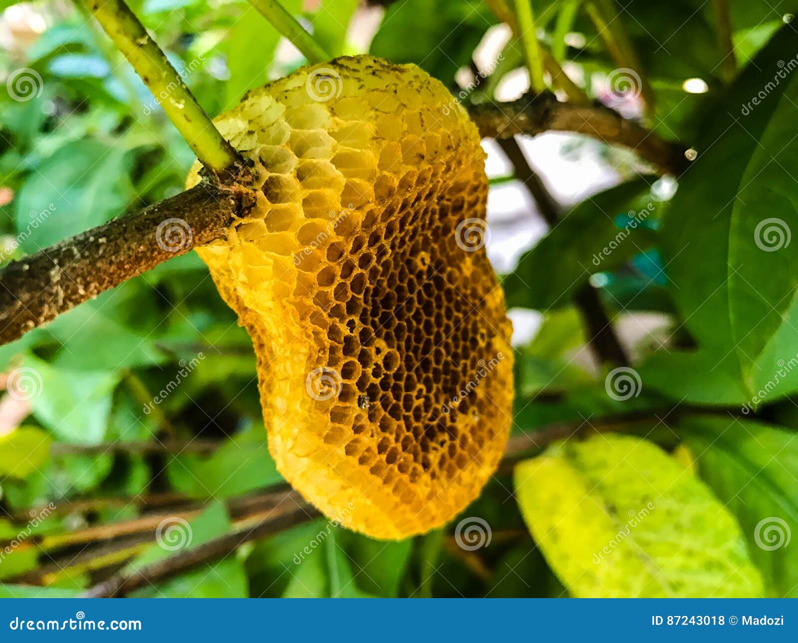 1,442 Honeycomb Tree Branch Stock Photos - Free & Royalty-Free Stock ...