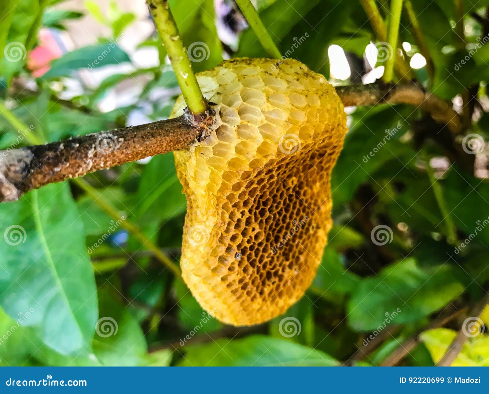 Honeycomb on tree branch stock image. Image of fresh - 92220699