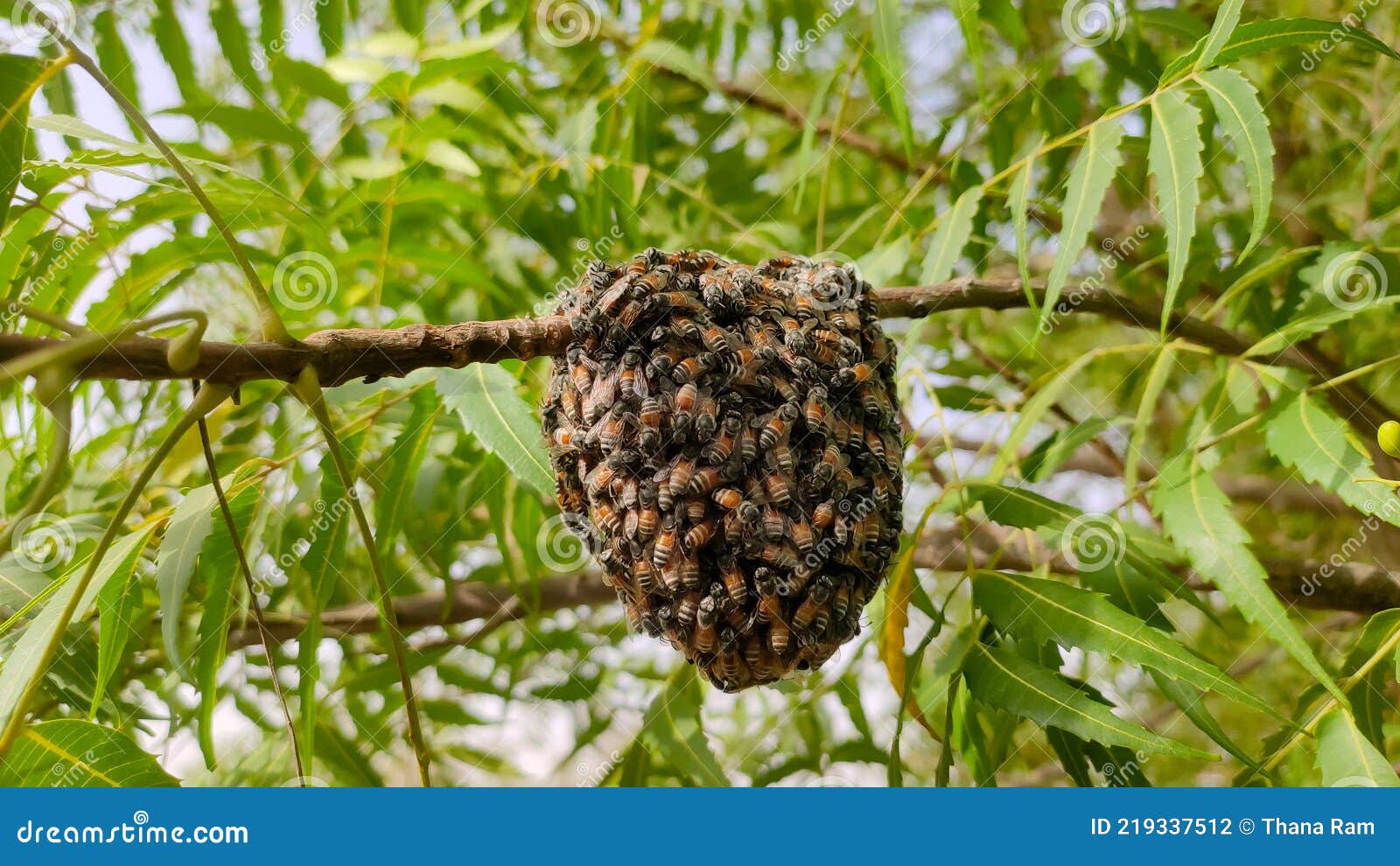 A Honeycomb on the Tree Branche, Close Up View Stock Photo - Image of ...