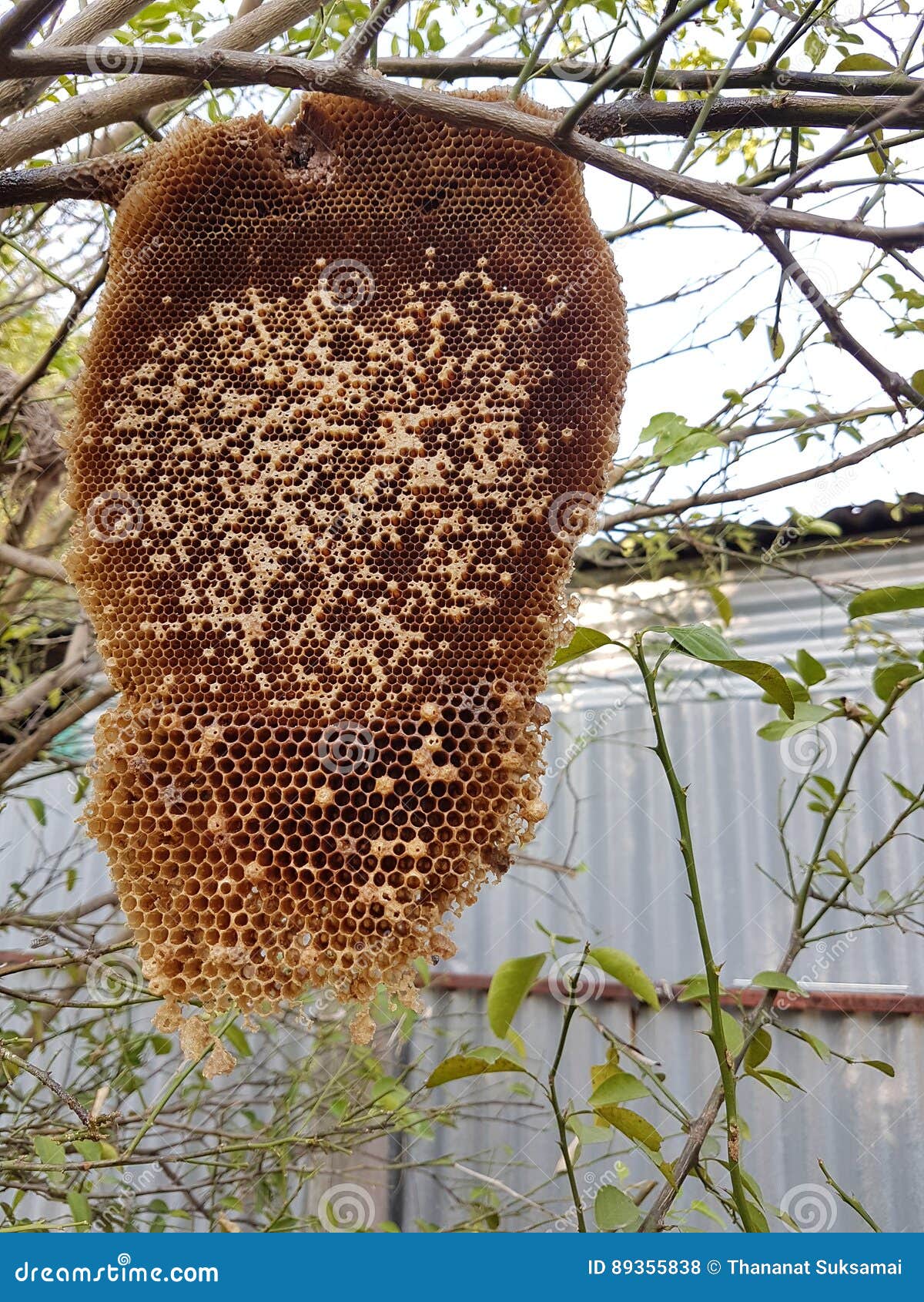 Honeycomb on the tree. stock photo. Image of view, nature - 89355838