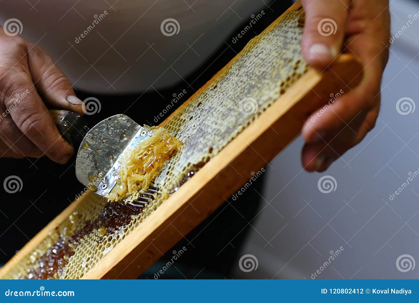 Honeycomb with Uncapping Fork. Raw Honey Being Harvested from Bee Hives ...