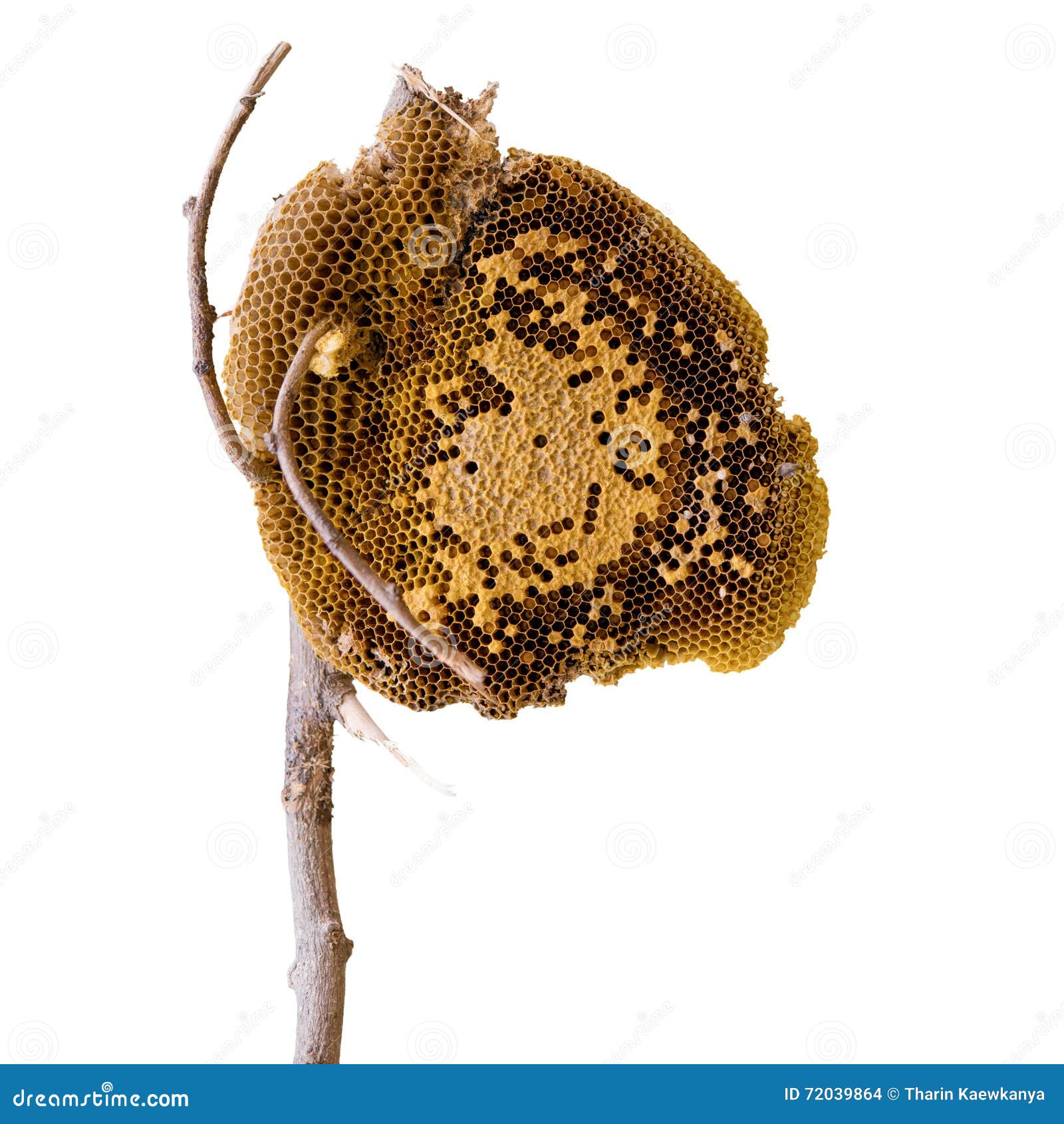 Honeycomb on White Background Stock Photo - Image of healthy, wood ...