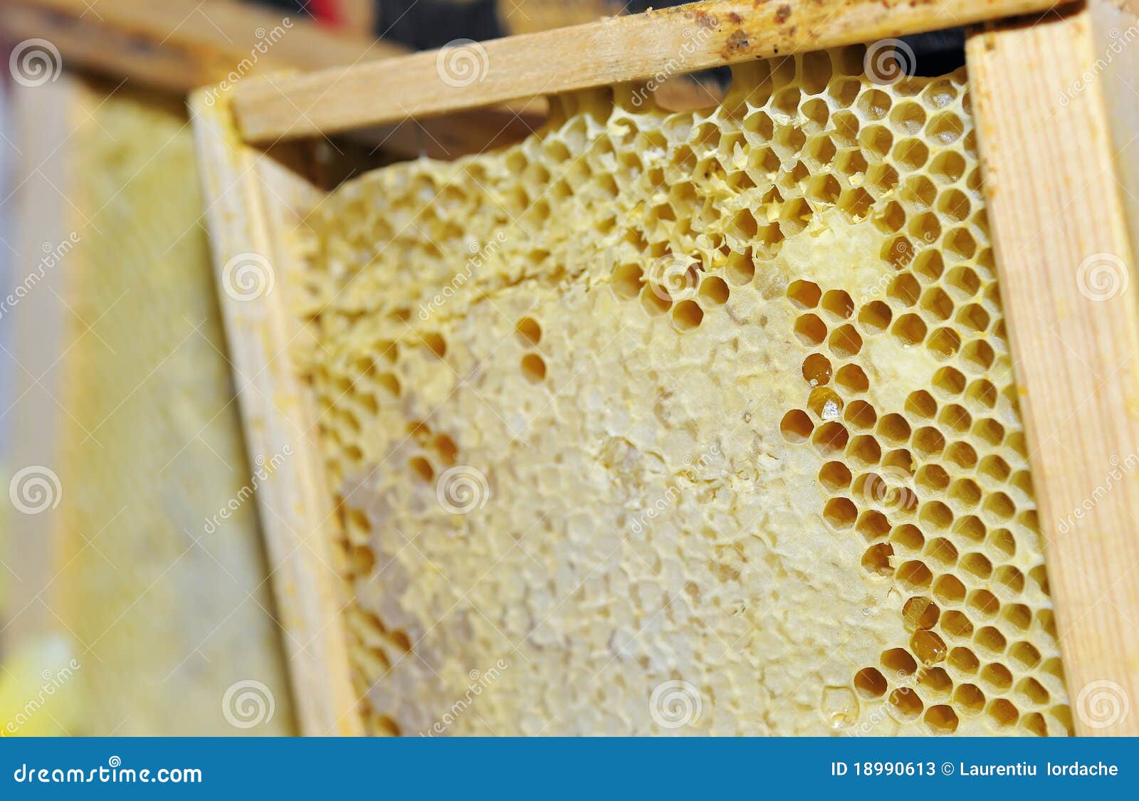 Honeycomb in the Wooden Frame Stock Image - Image of construction, full ...
