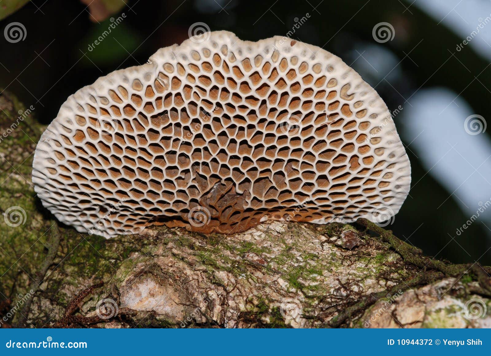 A honeycombed mushroom stock photo. Image of wood, biomass - 10944372
